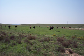 New Mexico Ranches For Sale - Bar M Real Estate selling Farms and ...